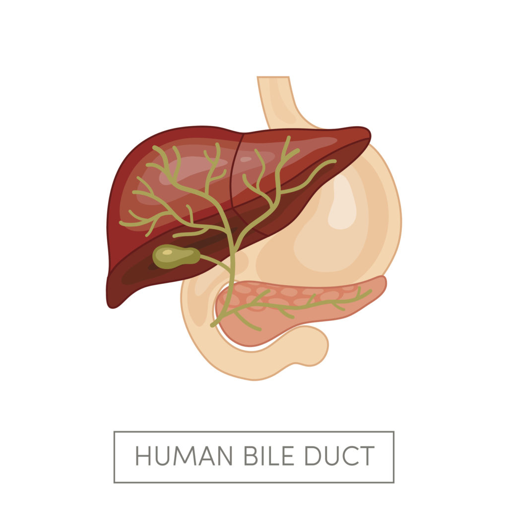 Gall Bladder Issues? Consider Bile! - D-Signed Nutrition